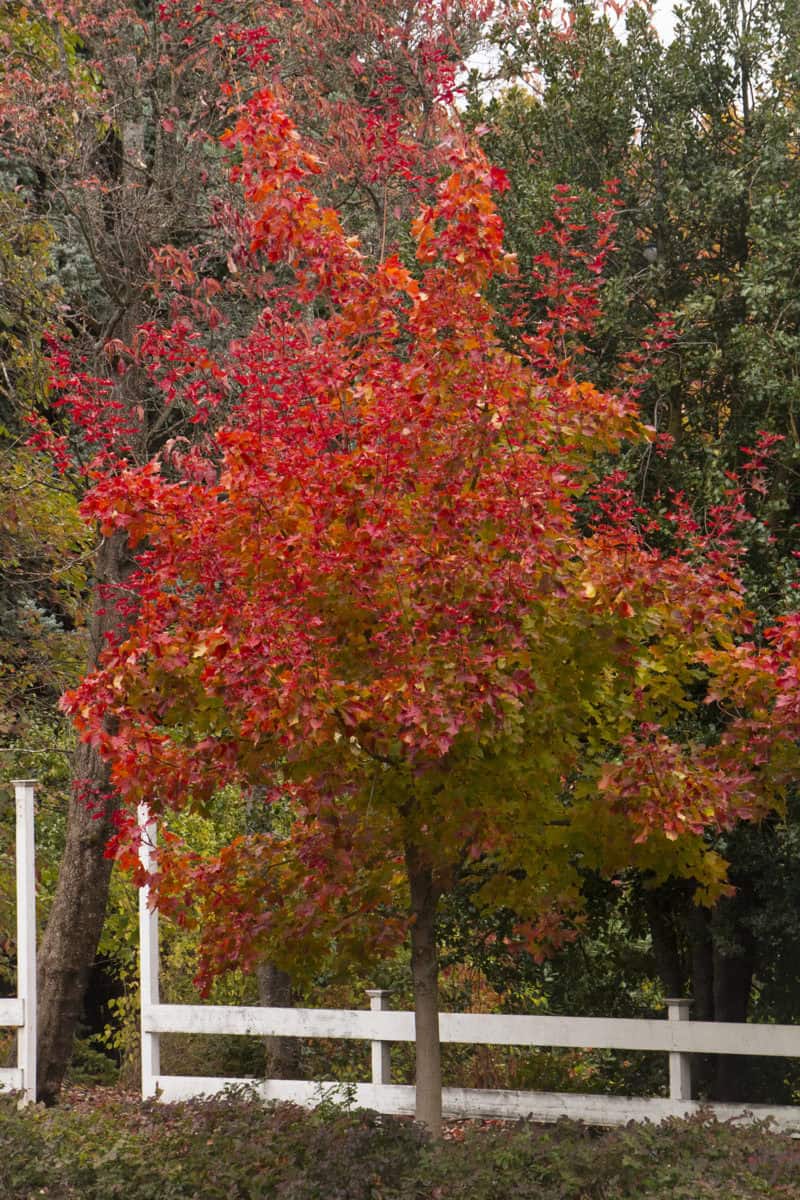 Landscape Designer Favorites: Trees for Fall Color - Frisella Nursery