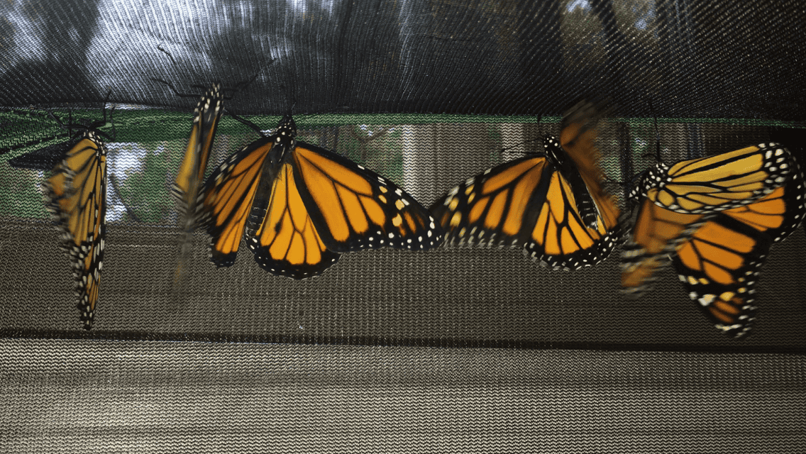 Raising Monarchs in Missouri - Frisella Nursery