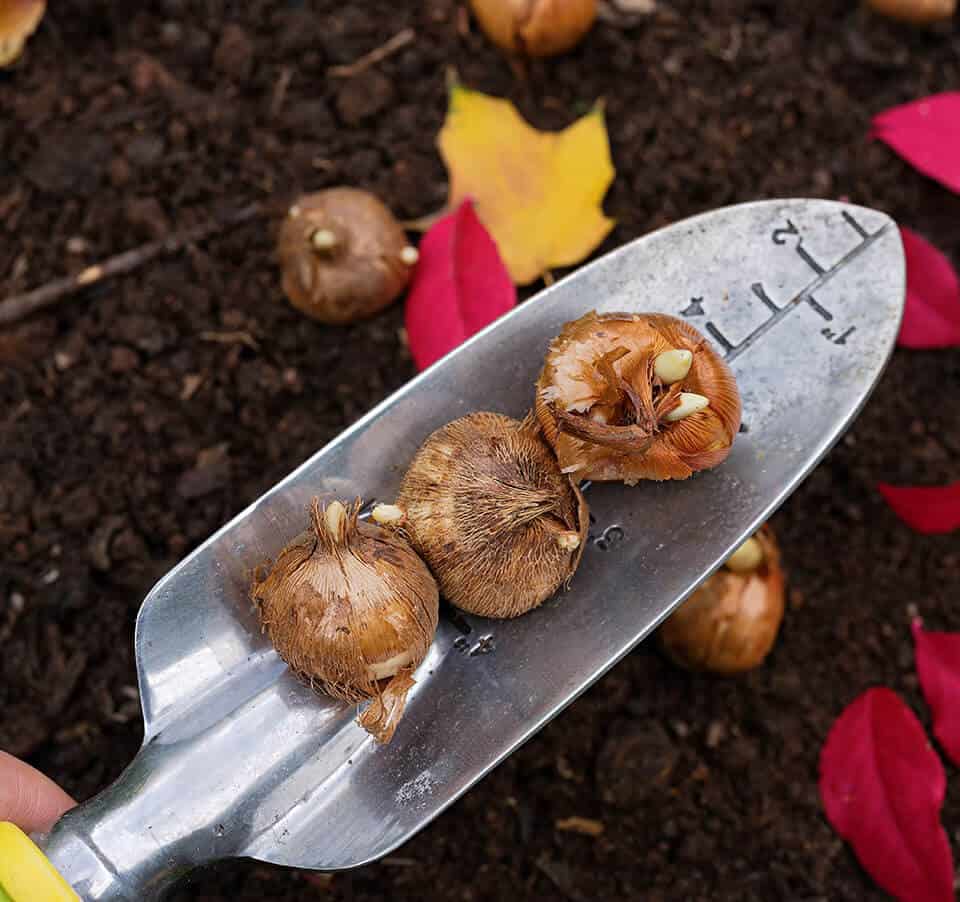 Fall Planting Guide - Important fall gardening tasks - Frisella