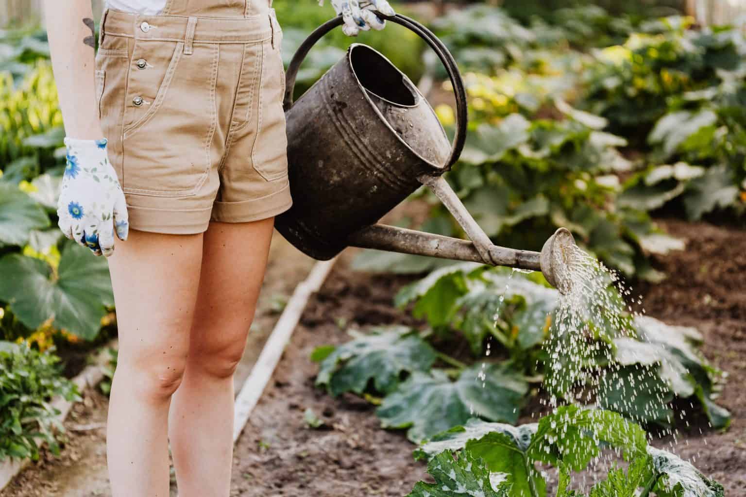 Tips for Starting a Highly Productive Garden in Your Backyard