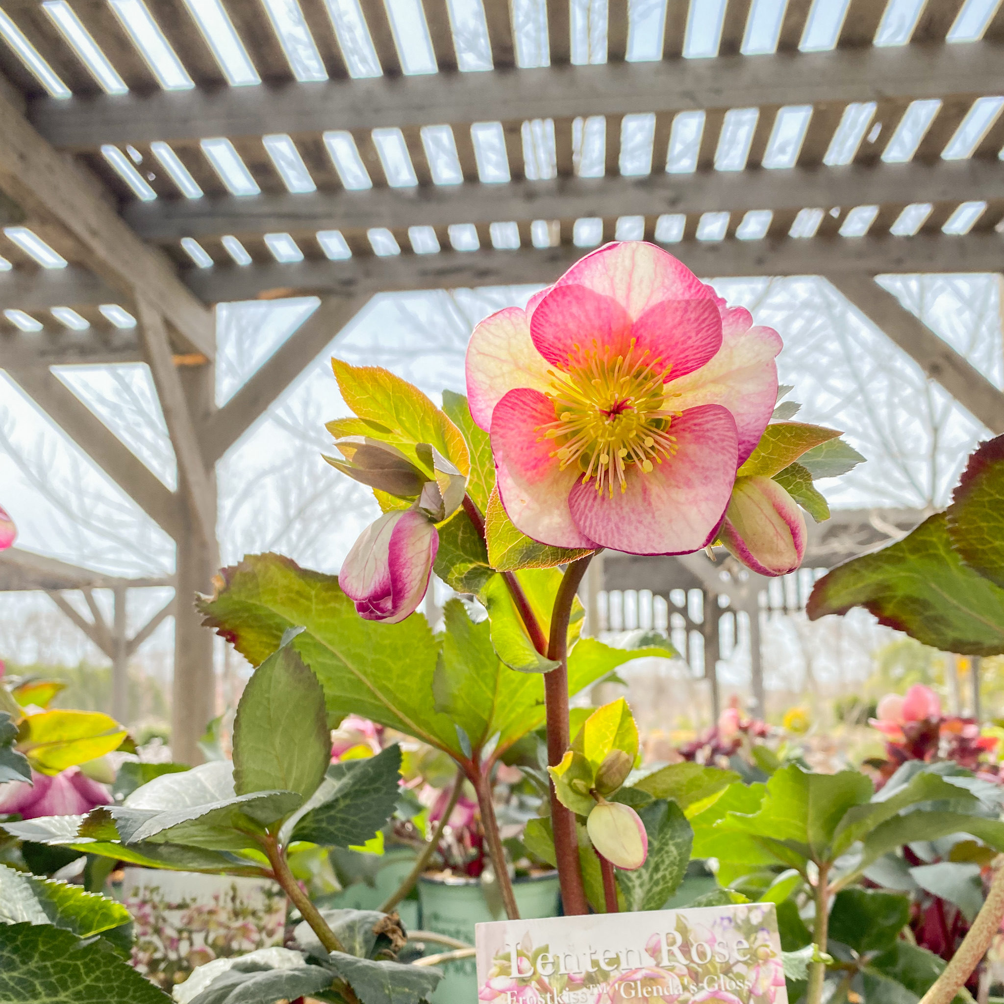7 Perennials for Missouri Gardens & Landscapes | Frisella Nursery