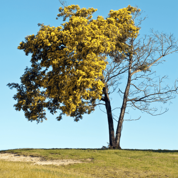 8 Signs That Your Tree Is Dying | Frisella Nursery